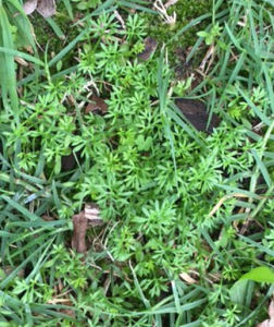 Broadleaf Weeds – Lorn Turf